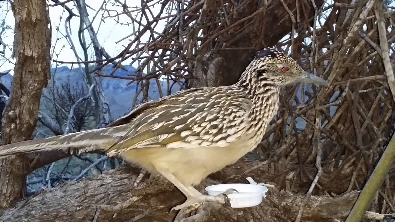 Greater Roadrunner eating - YouTube