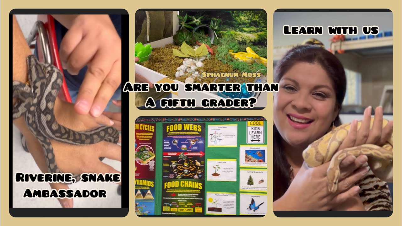 A snake in the classroom! Riverine and Summer, my co-teachers - YouTube