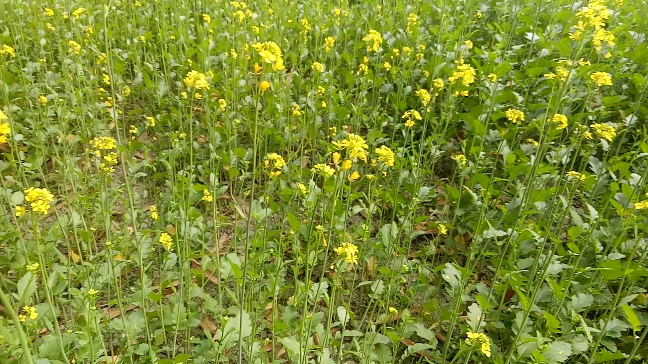 Sarso ka khet siwan bihar - YouTube