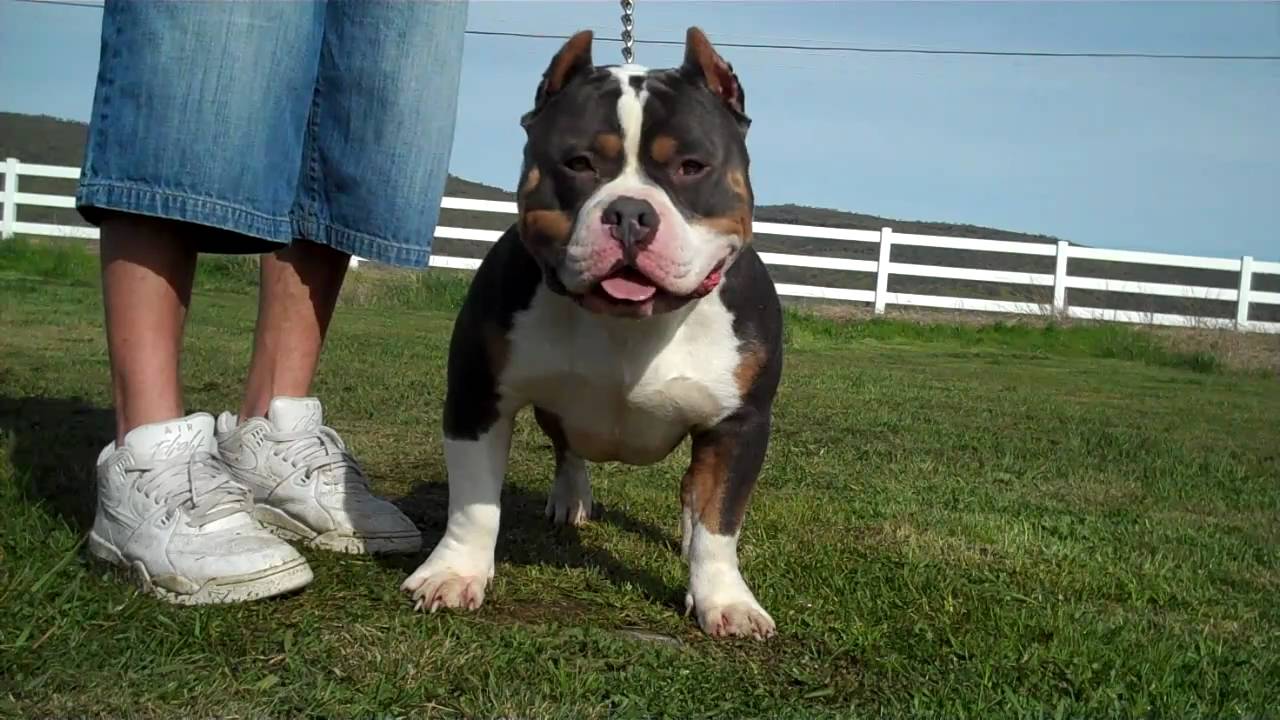 Beastro of The Bully Market... RAW and UnCut - YouTube