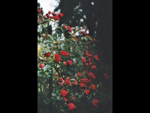 Söz / Qərənfil (HD)