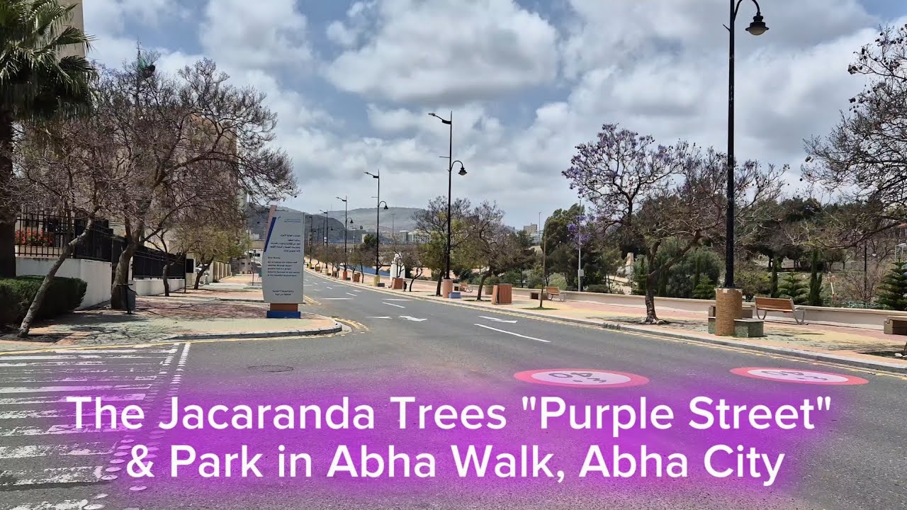 The Jacaranda Tree's "Purple Street" & Park in Abha Walk, Abha City # ...