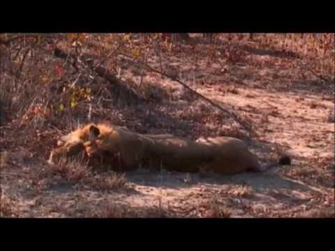Safari Live : Snoring Lion or Snoring James ( Funny ) 3:05 PM July 14 ...