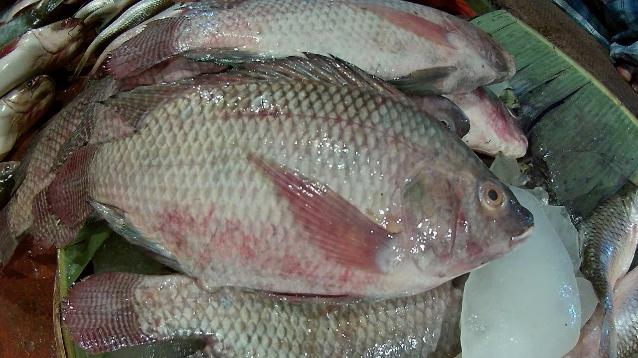 Live Tilapia Fish Cutting Skills In Bangladesh | Fish Bangla - YouTube