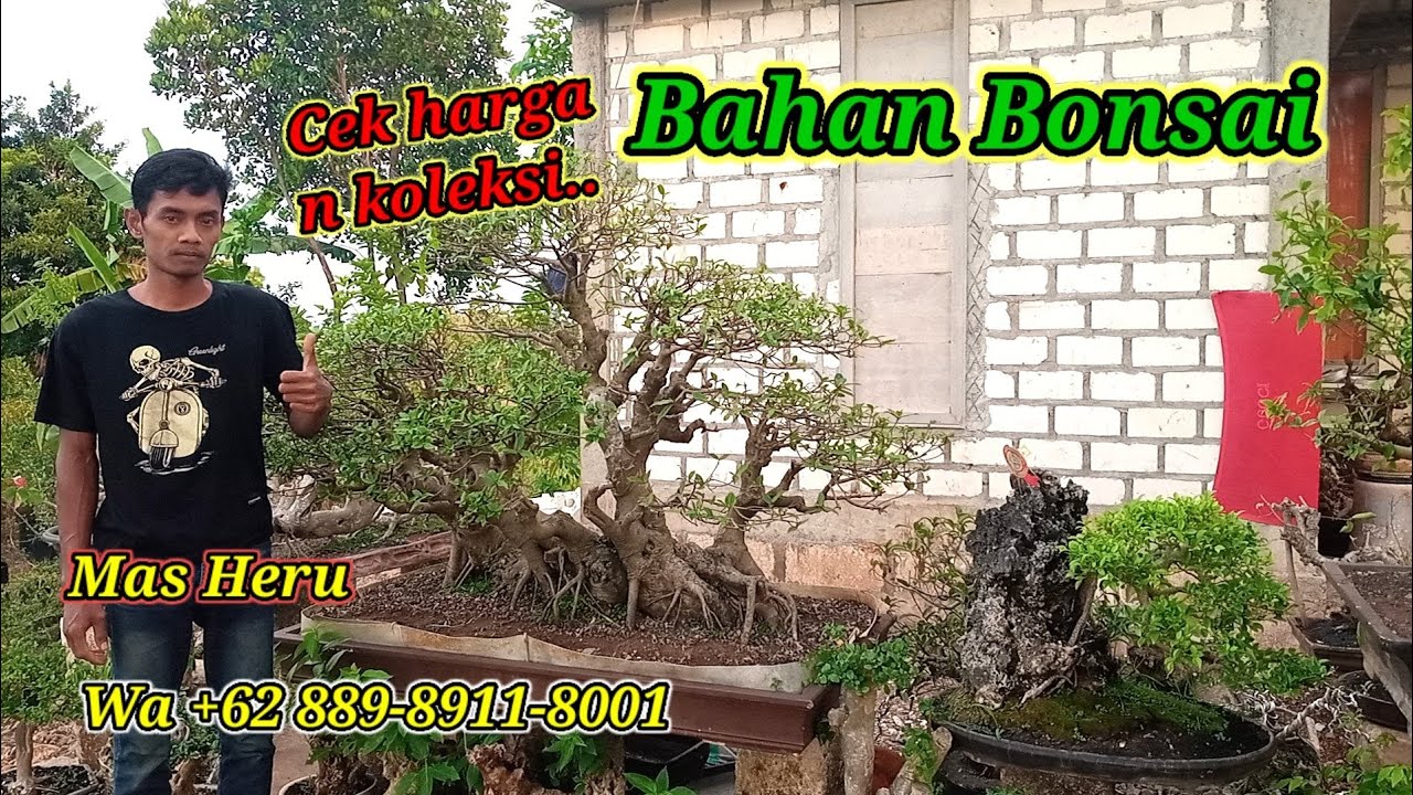 Cek Harga N Koleksi Bahan Bonsai Di Mas Heru Wa 62 889 8911 8001 cek-harga-n-koleksi-bahan-bonsai-di-mas-heru-wa-62-889-8911-8001
