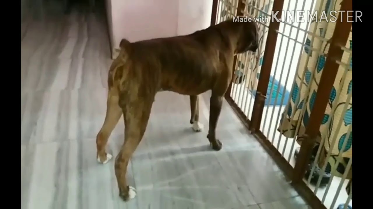 Boxer barking at home - YouTube