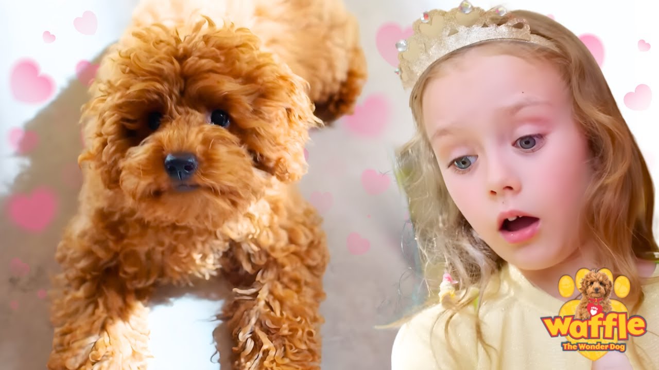 Waffle The Wonder Dog Full Episode Compilation For Kids! | WildBrain ...