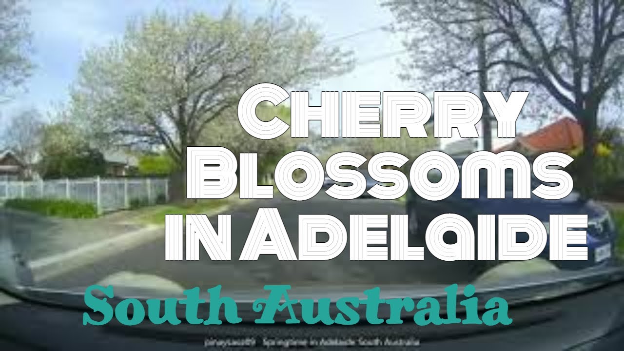 Cherry Blossoms in Adelaide South Australia - YouTube