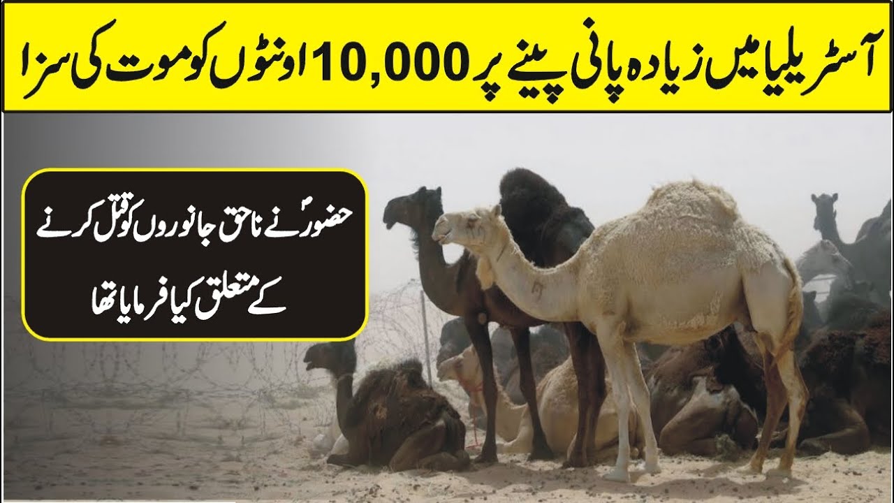 10,000 Camels in Australia are Putting Down due to drought - YouTube