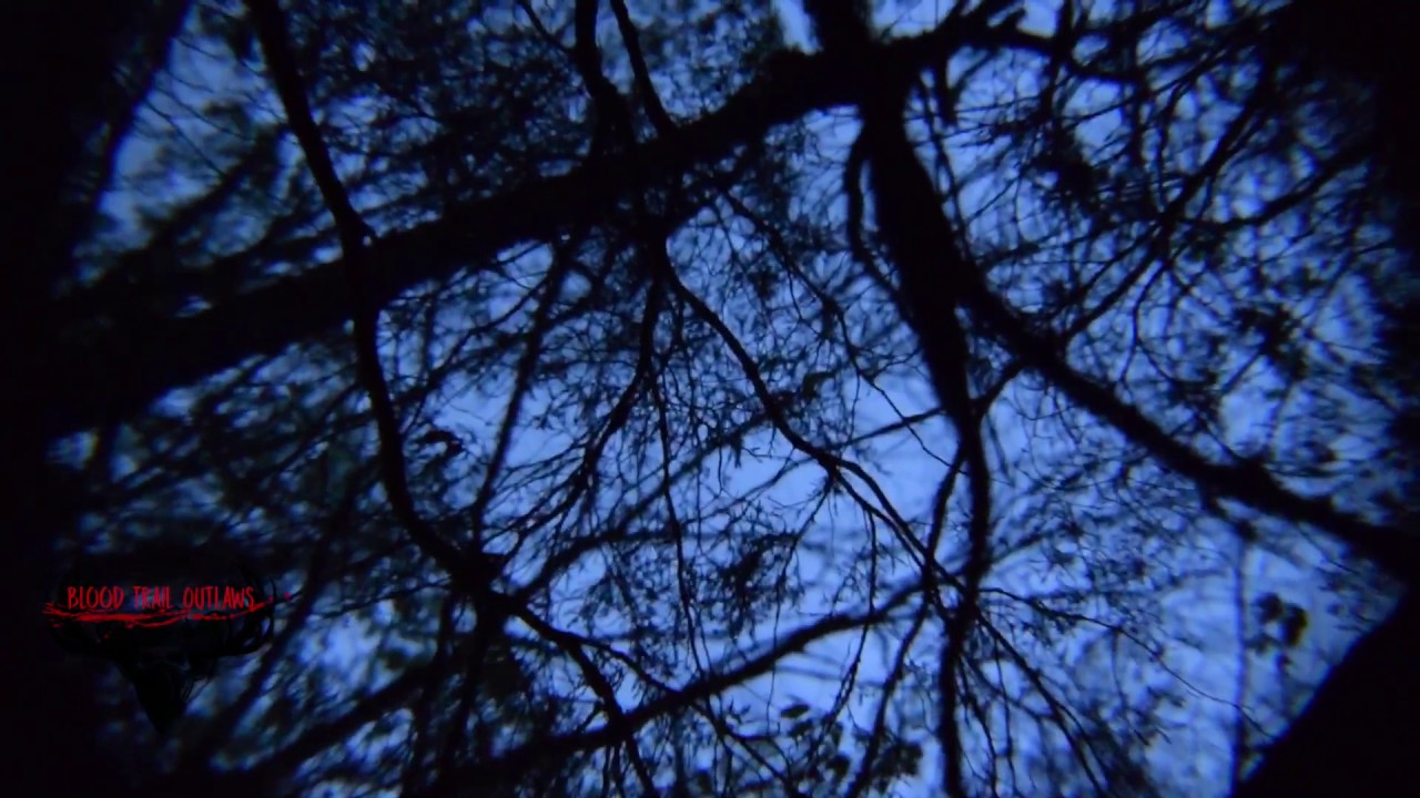 Hoot owl call - YouTube