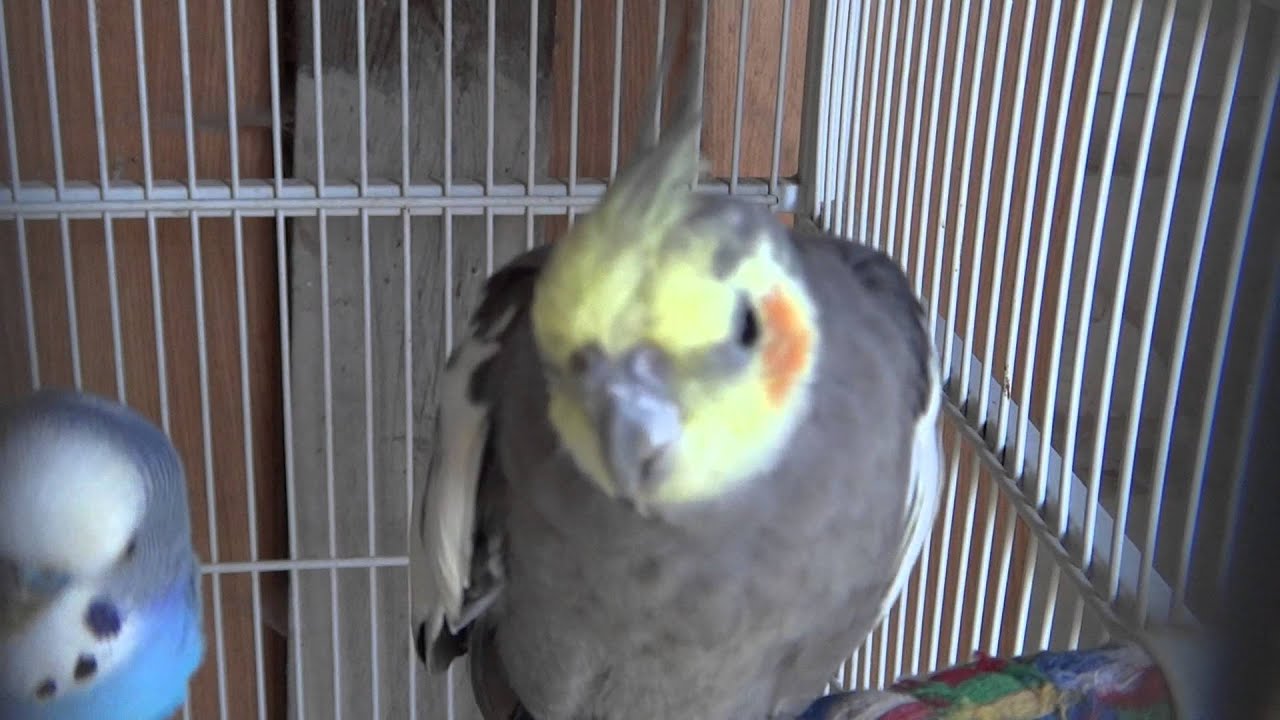 Cockatiel Singing - YouTube