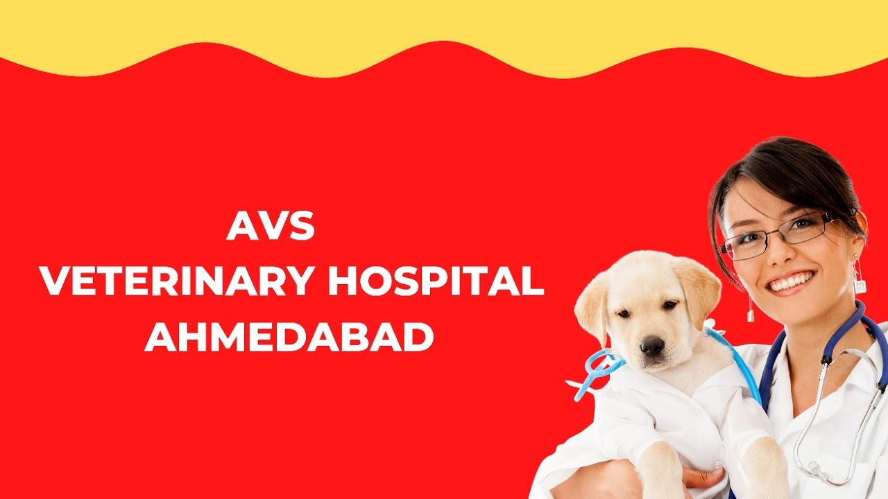 AVS VETERINARY HOSPITAL AHMEDABAD - YouTube