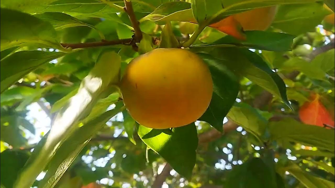 Как растет дерево Хурма - YouTube