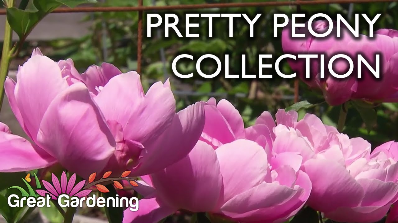 Pretty Peony Collection | Garden Tour - YouTube
