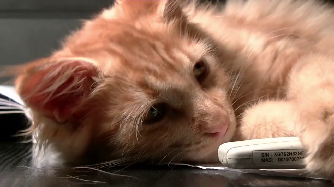 copyright free cat video .All free copyright - YouTube