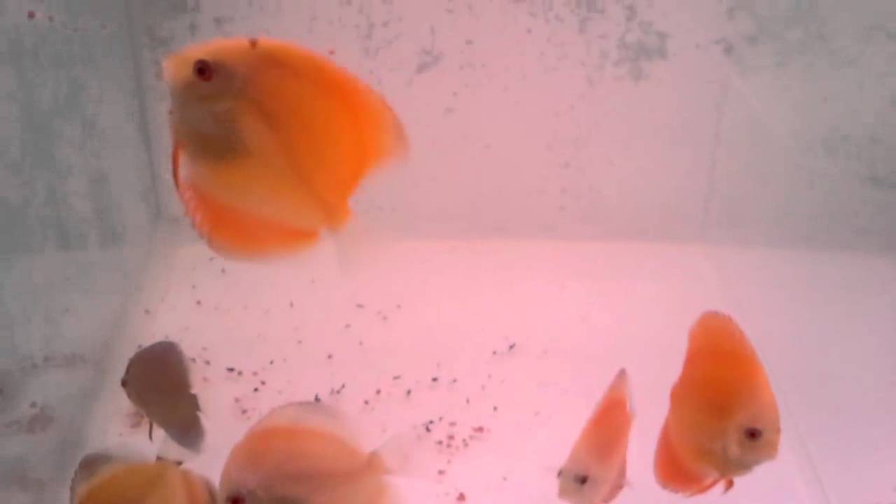 6 2.5 inch discus - YouTube