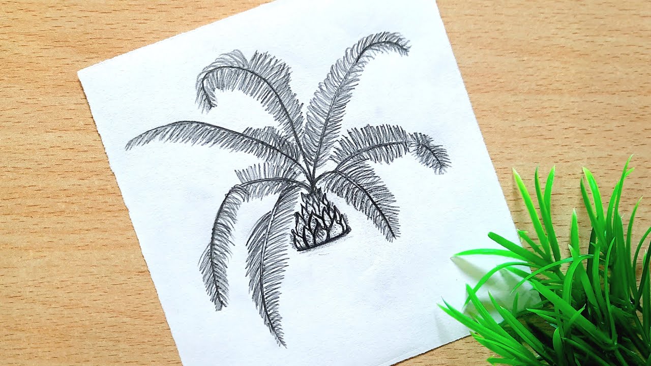 How to draw a cycas || step by step - YouTube