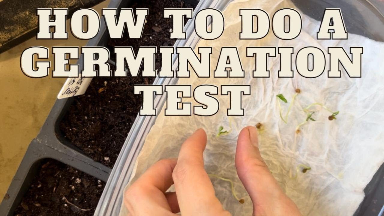 Germination Test for SEED Viability - YouTube