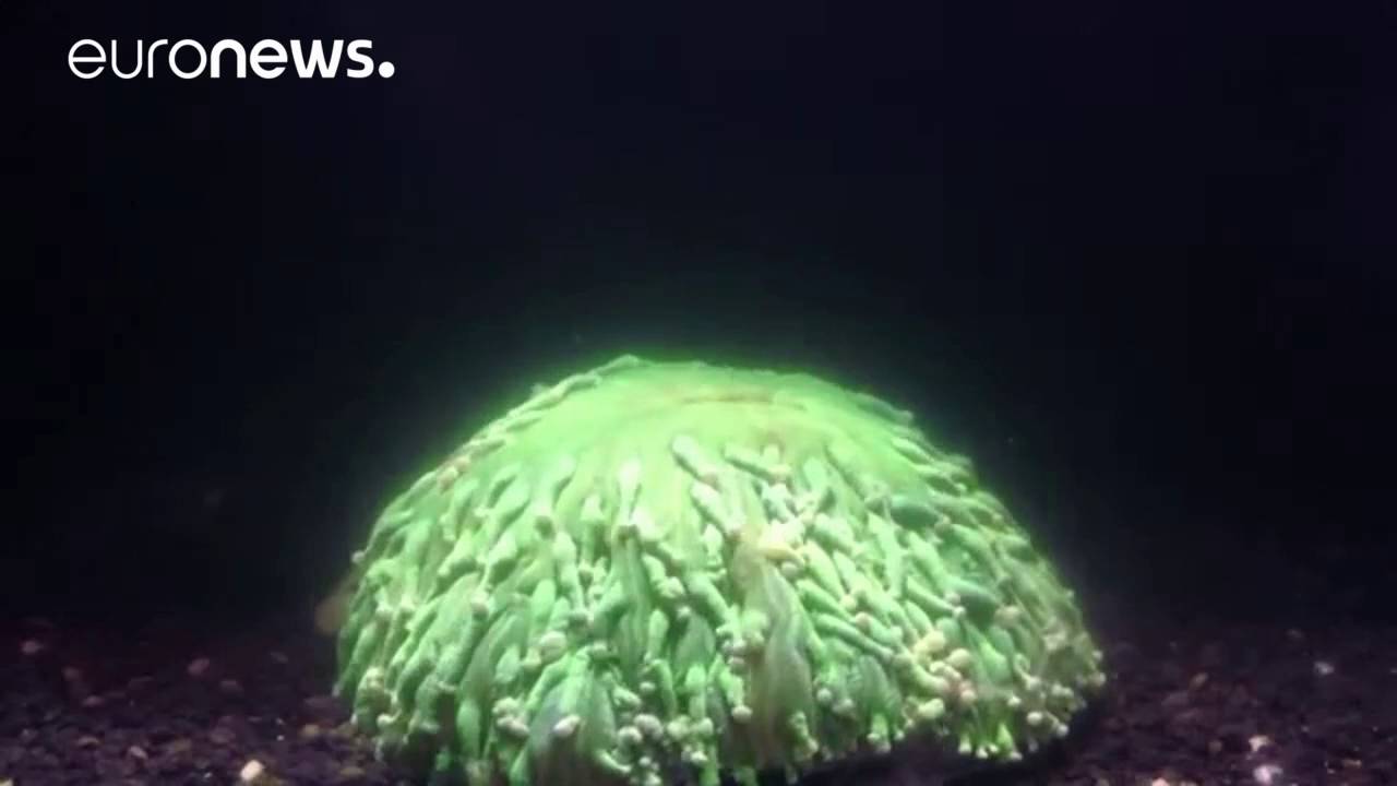 1st recording: Bleaching causes coral to triple in size & spit algae ...