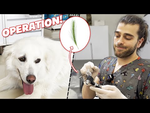 BU OT ÇOK TEHLİKELİ! ( Köpeğin Kulağına Kaçan Zararlı Otu Çıkarmak!)