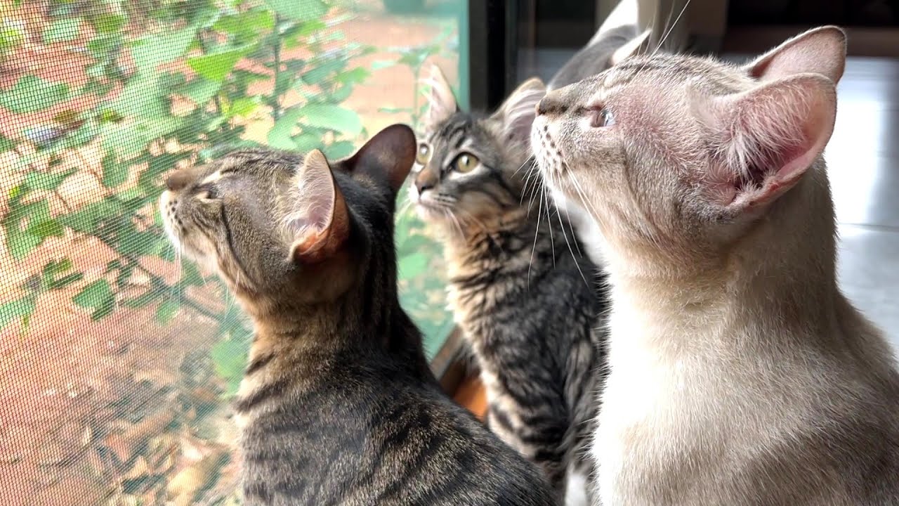 An older cat that teaches kittens how to protect their home - YouTube