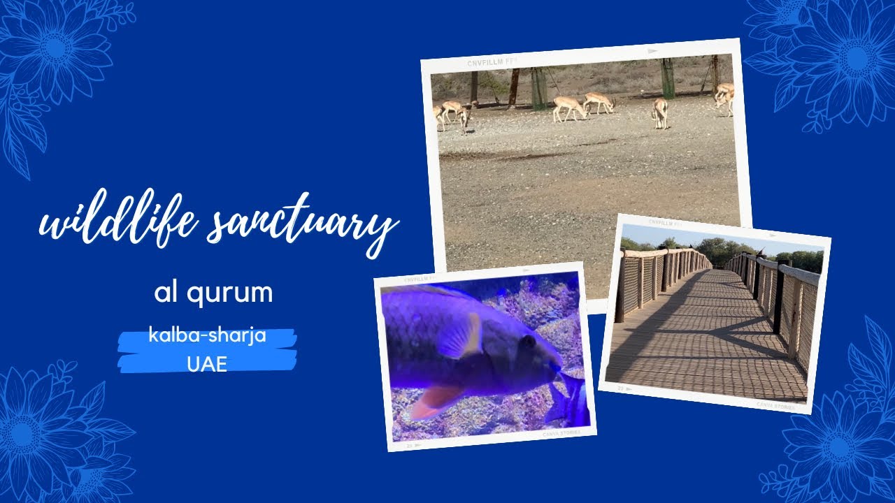 Wildlife Sanctuary in UAE (Al qurum in kalba-sharja)🥰😍🦜🐠🪼🐡 - YouTube