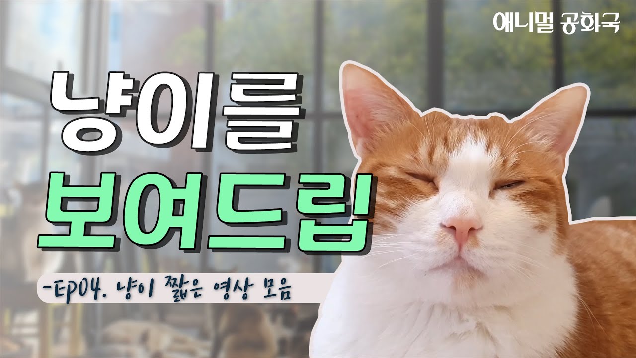 냥이를 보여드립 [Ep04. 냥이 짧은 영상 모음] 고양이 일상브이로그 - YouTube