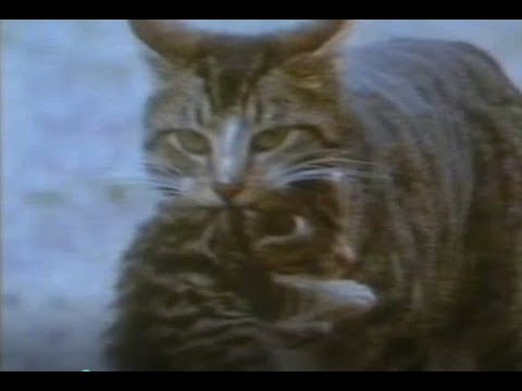 HAYVANLARDA MERHAMET DUYGUSU VE ANNELİK İÇ GÜDÜSÜ