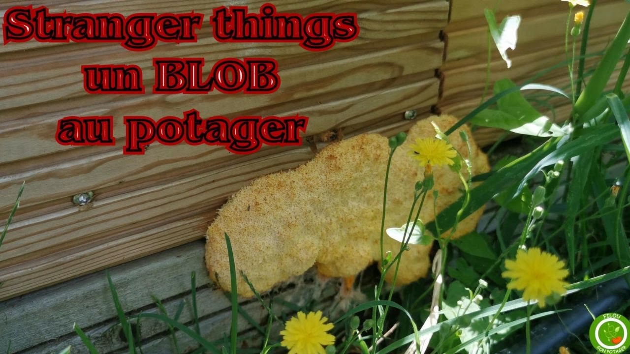 Stranger things, un blob au potager? - YouTube