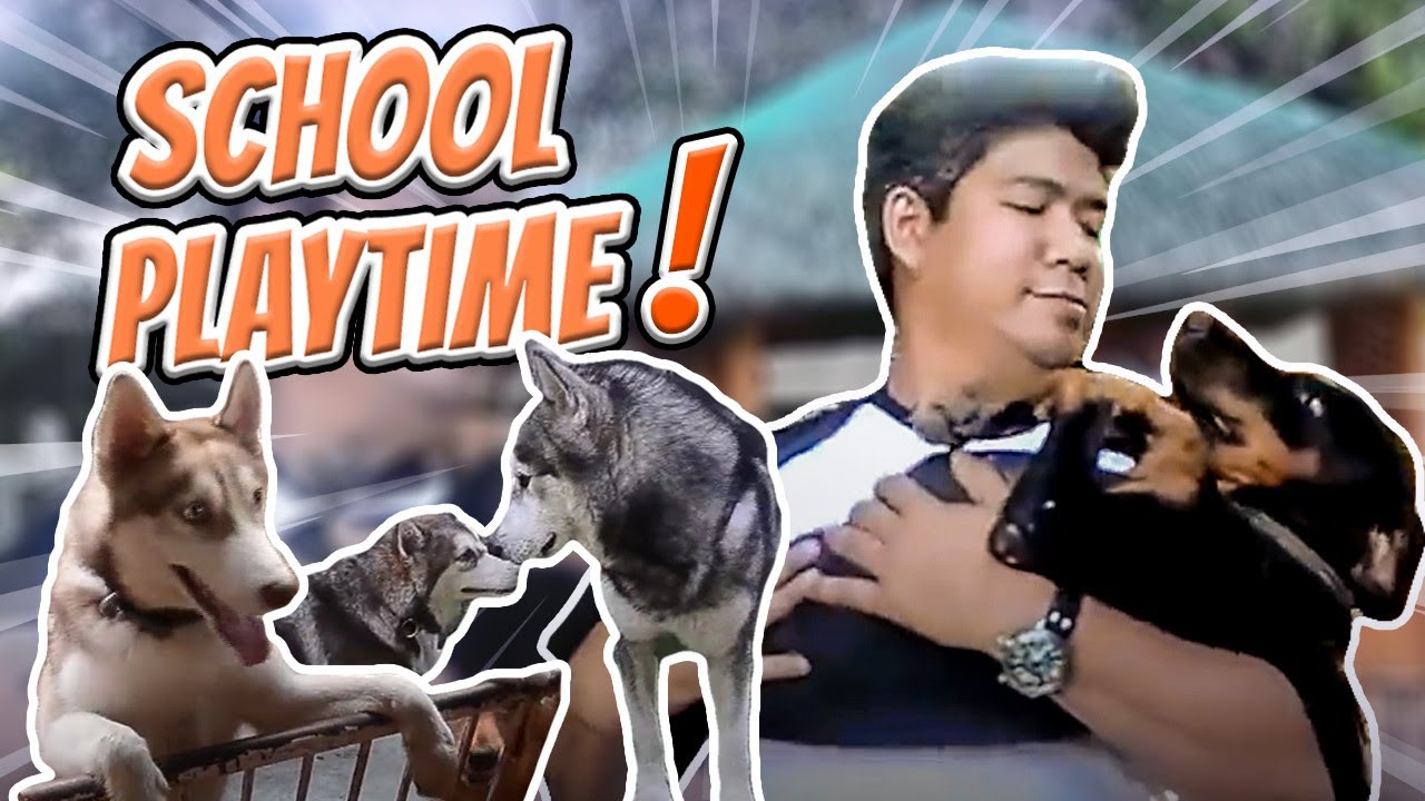 Mga cute na aso sa Dog School | Puppy playtime - YouTube