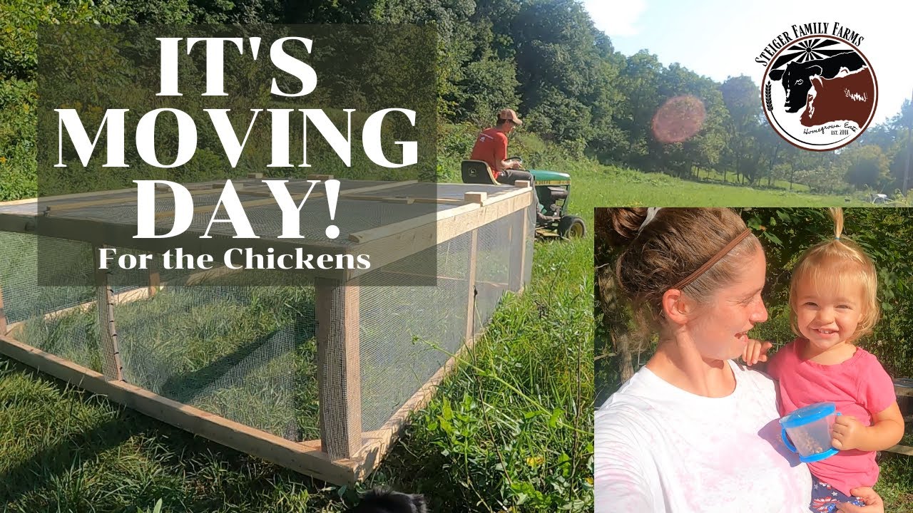 It's Moving Day for the Chickens! - YouTube