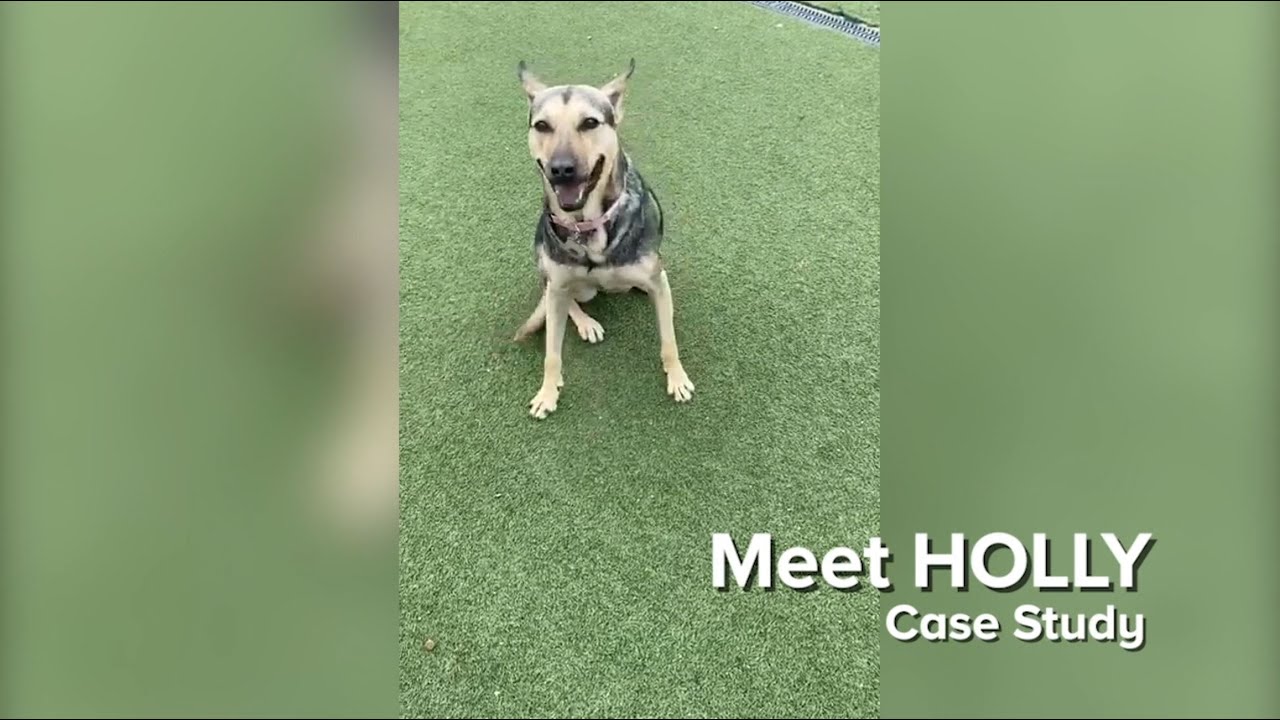 Meet Holly, an energetic dog with challenges around other dogs - YouTube