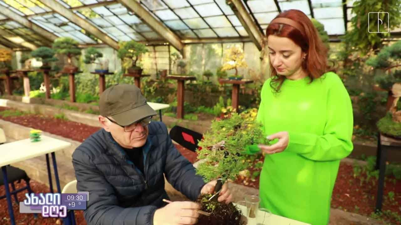 ახალიდღე ბონსაი და ალექსანდრე მესხი რუბრიკაში „მცენარეების მეგობარი