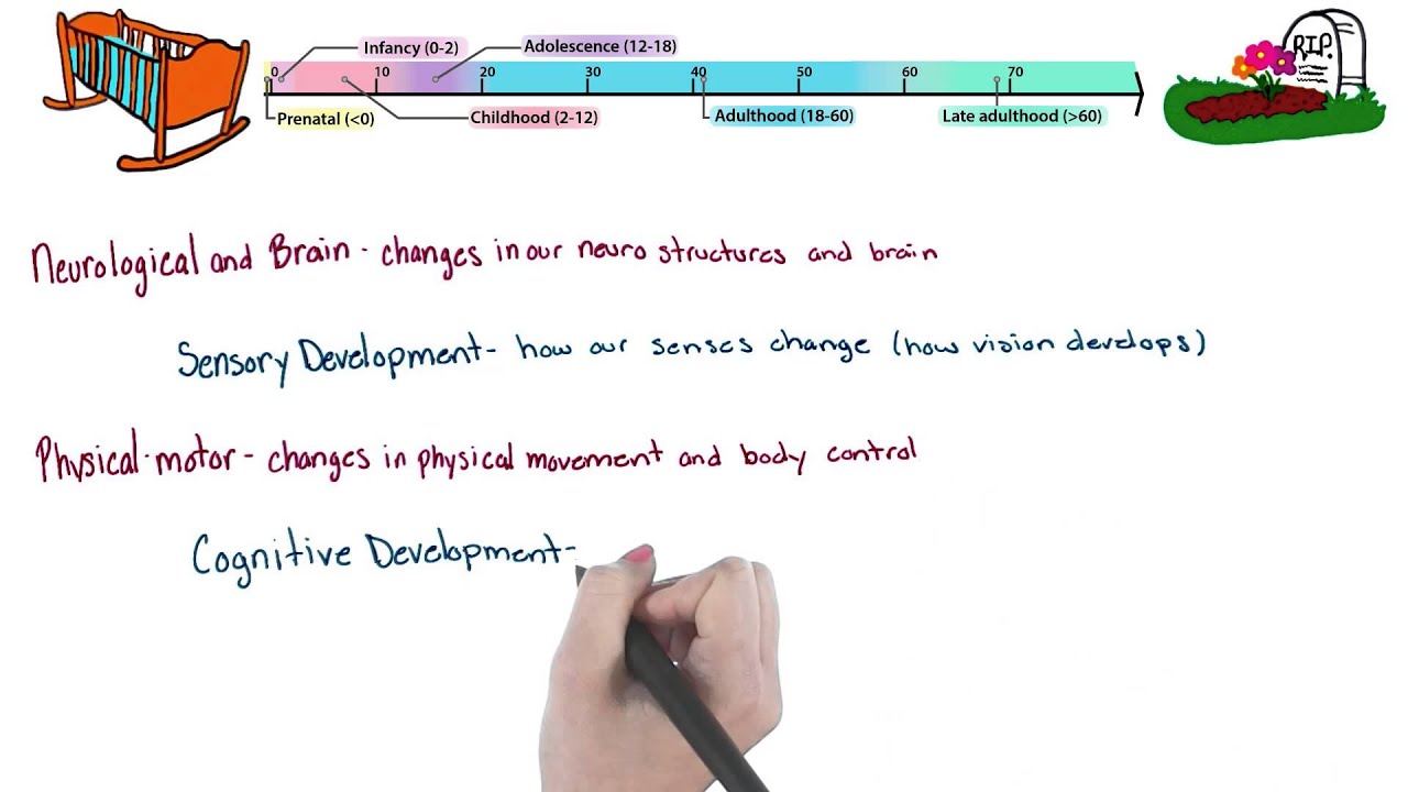Developmental stages and domains - Intro to Psychology - YouTube