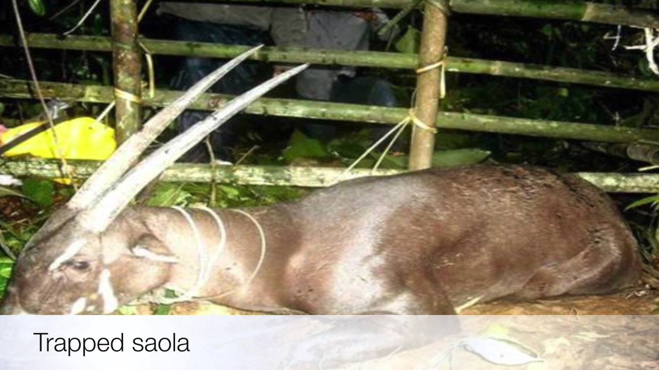 SAOLA Documentary - YouTube