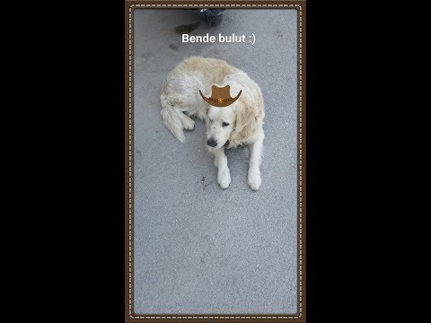 arın bulut  bir birine küserse Golden Retriever