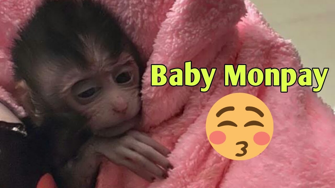 Baby Monpay Umur 1 Minggu Full Dot - YouTube