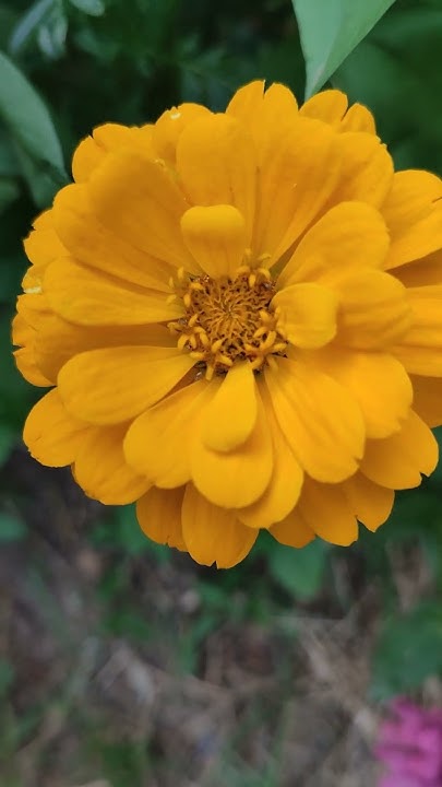 Цинния желтая Master yellow - чистота цвета, яркое лето #flowers # ...
