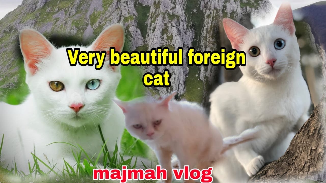 cat beautiful foreign cat - YouTube
