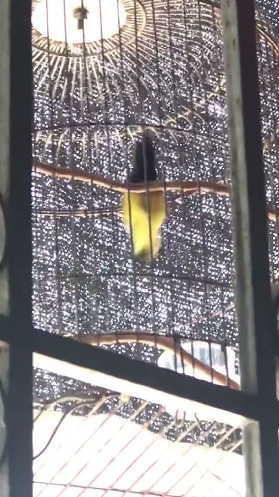 Chim hút mật 5 màu căng lửa chém gió ngày nắng nóng - YouTube