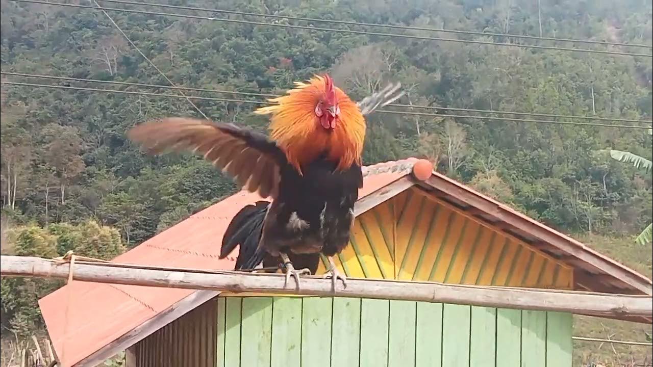 los peb saib qaib dib o qua zoo tsaj plaw - YouTube