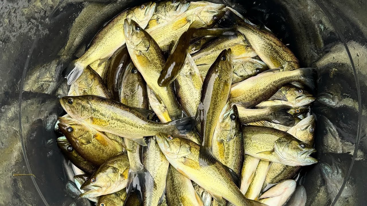 Fish Talk Daily - Lets discuss proper fisheries management - YouTube