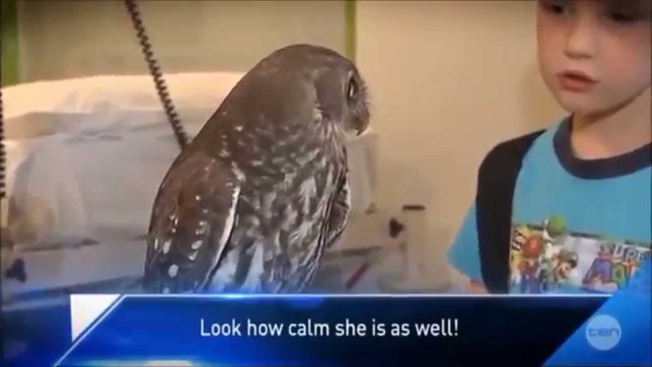 CALM OWL - YouTube
