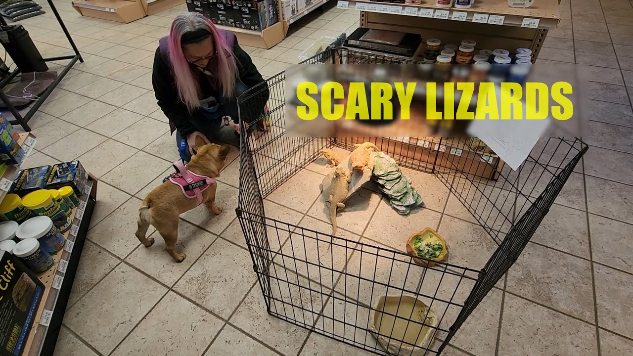 Service dog working through fear of lizards - YouTube