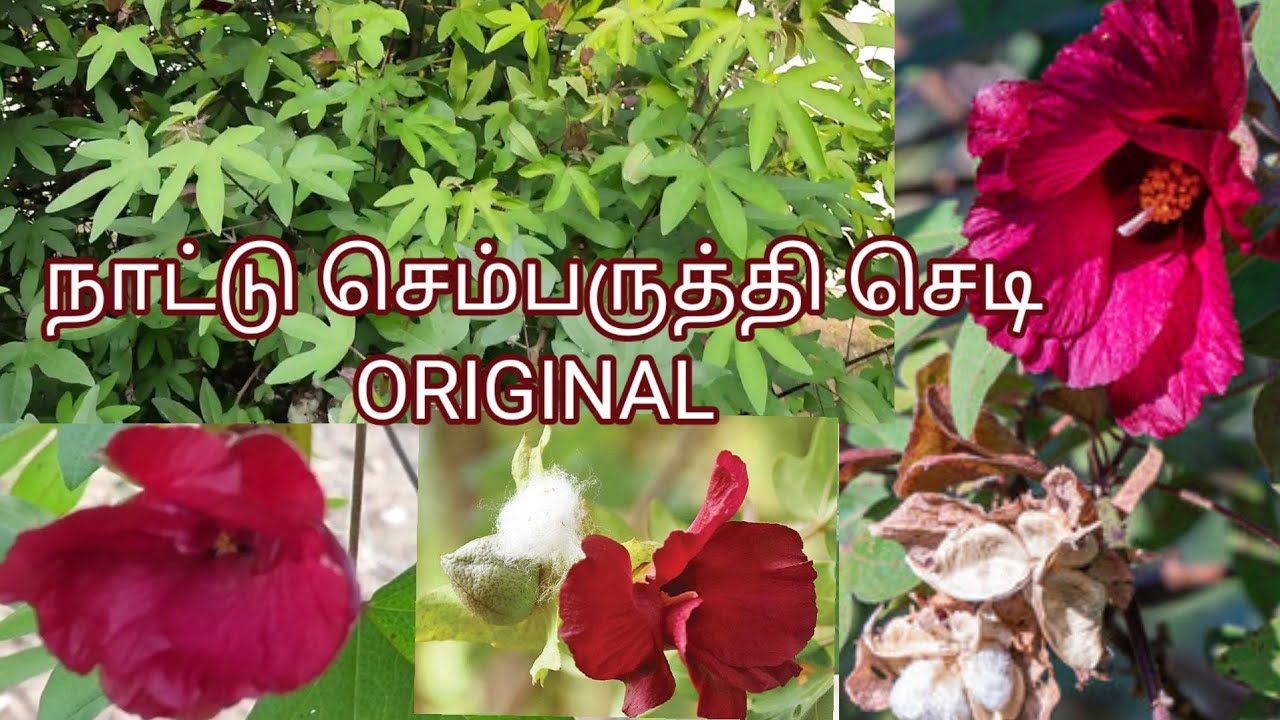 Sembaruthi Plant Original/ நாட்டு செம்பருத்தி இதுதாங்க - YouTube