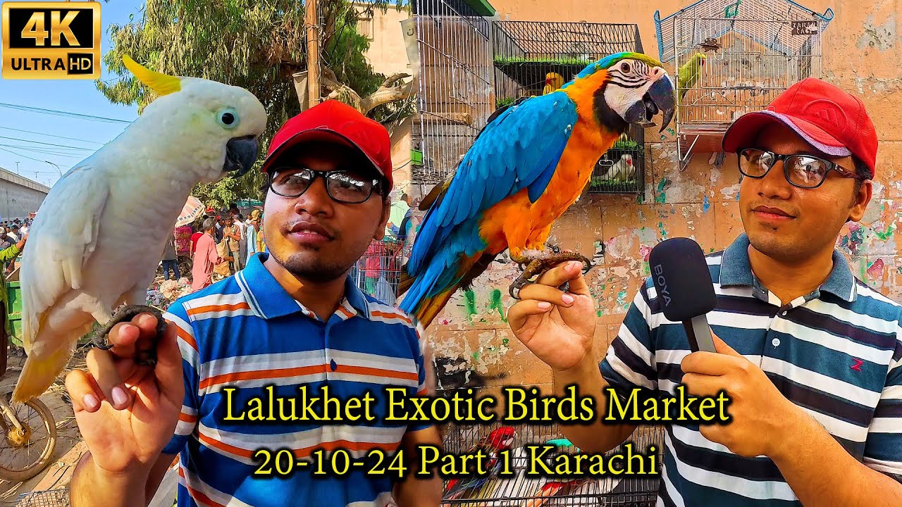 Lalukhet Exotic Birds and Parrots Market 20-10-24 Part 1 Karachi Latest ...