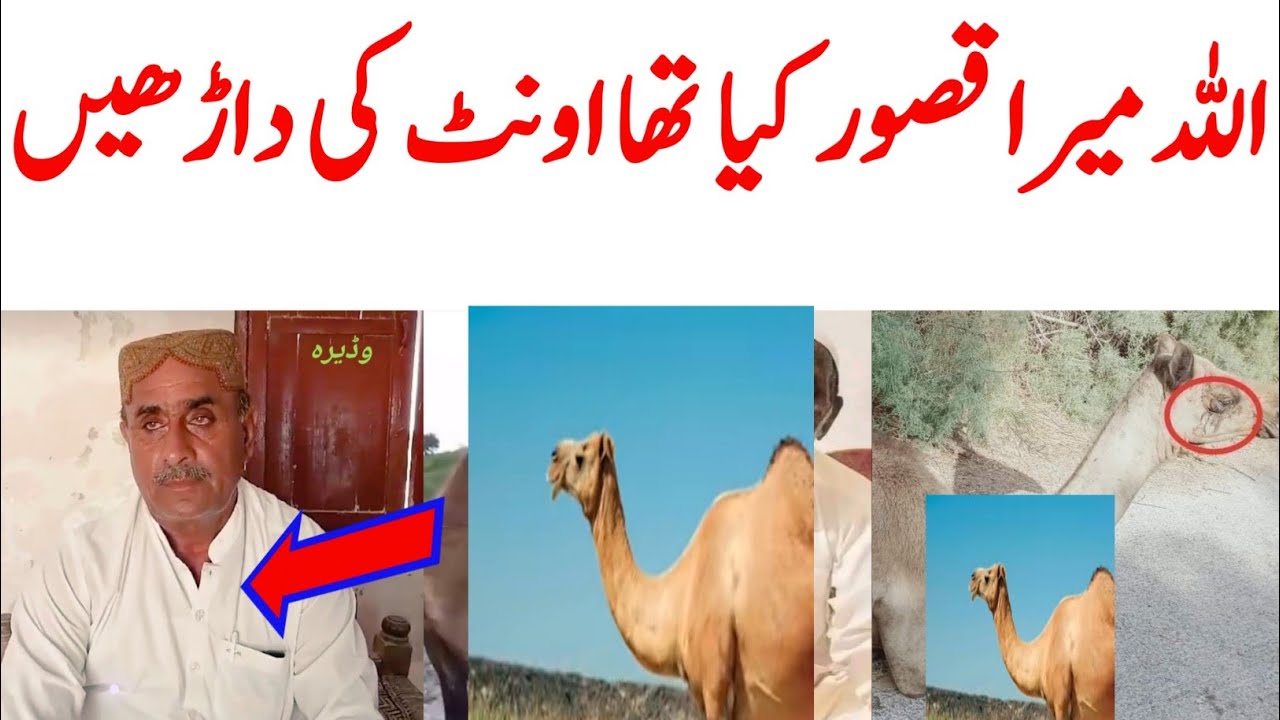 Camel Leg Cut | Camel Qurbani | Camel Sindh ||Tera Pakistan - YouTube