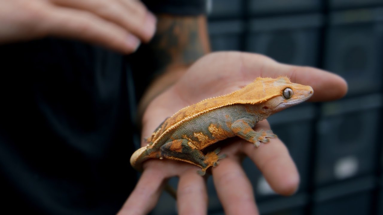 All My Crested Gecko Breeders! Part 1 - YouTube