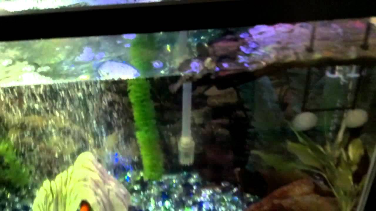 Turtle/fish tank setup - YouTube