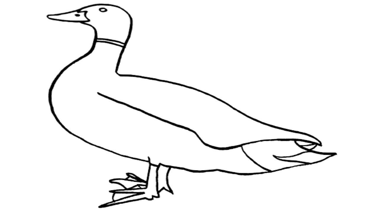 Drawing a Mallard Duck: A Step-by-Step Easy Tutorial for Beginners ...